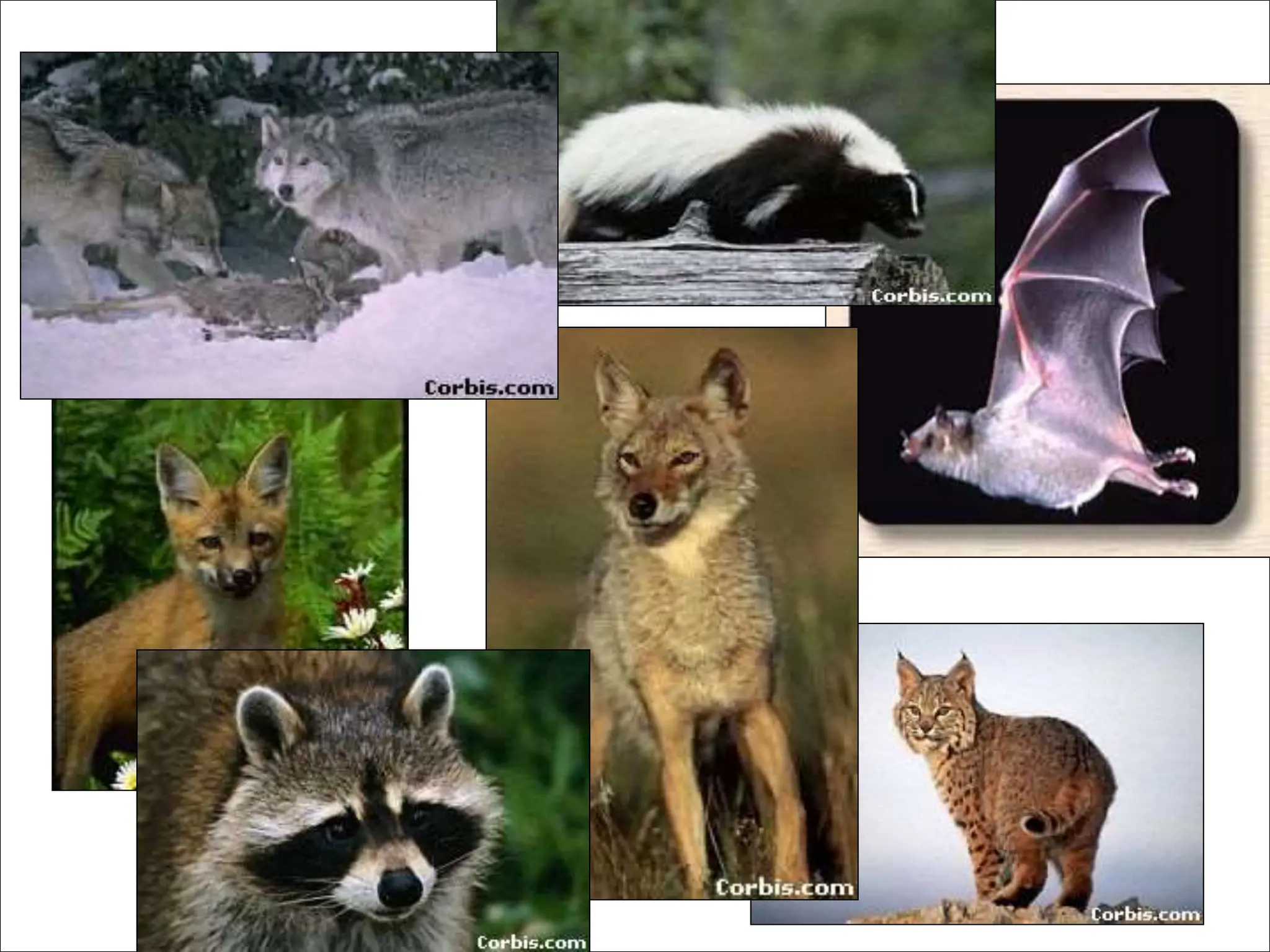 18-ANIMAL-BITE medical guideline pdf.ppt