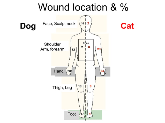18-ANIMAL-BITE medical guideline pdf.ppt