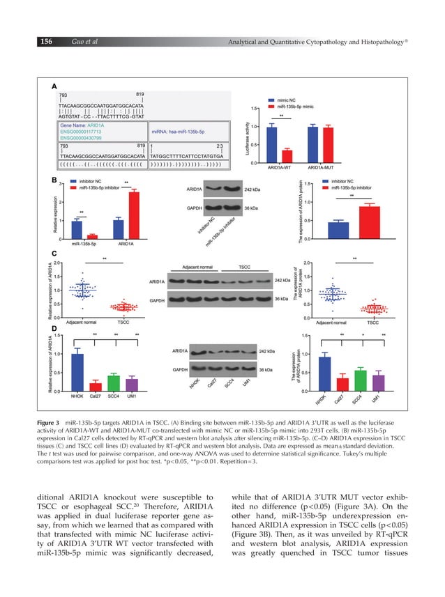 Silenced microRNA-135b-5p Inhibits Tongue Squamous Cell Carcinoma ...