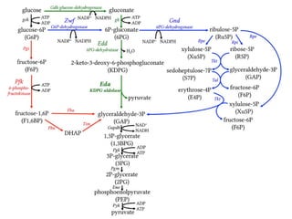 18- Bacterial Metabolism - Respiration, Fermentation, Nitrogen Fixation ...