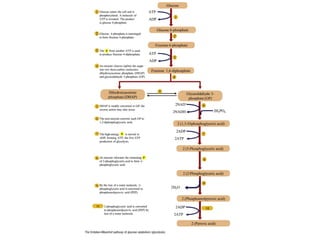 18- Bacterial Metabolism - Respiration, Fermentation, Nitrogen Fixation ...