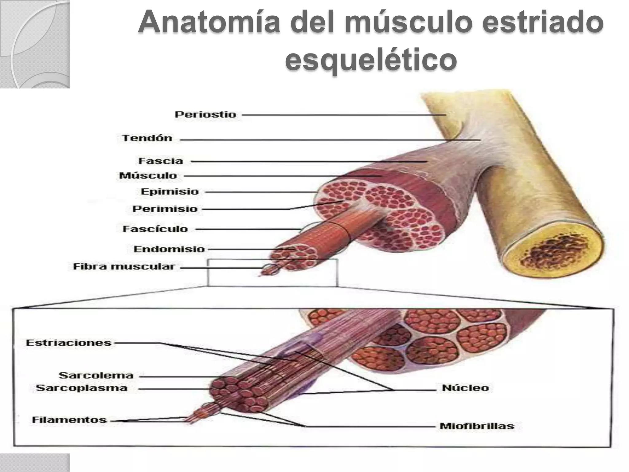 18. celula muscular esqueletica | PPT