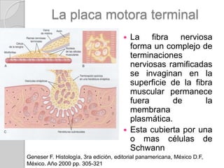 18. celula muscular esqueletica | PPTX