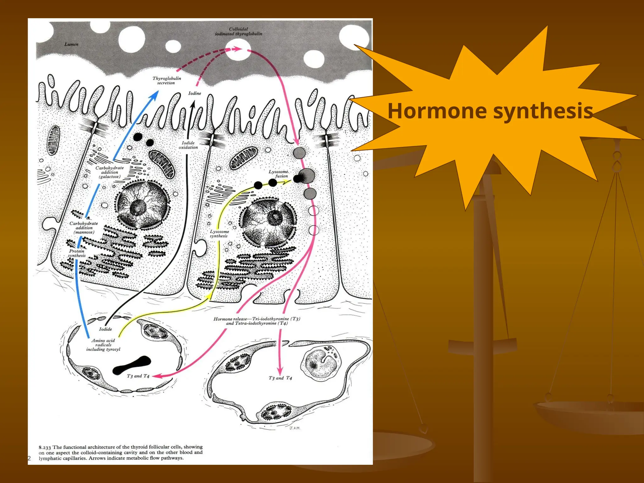 Introduction to the endocrine system.ppt