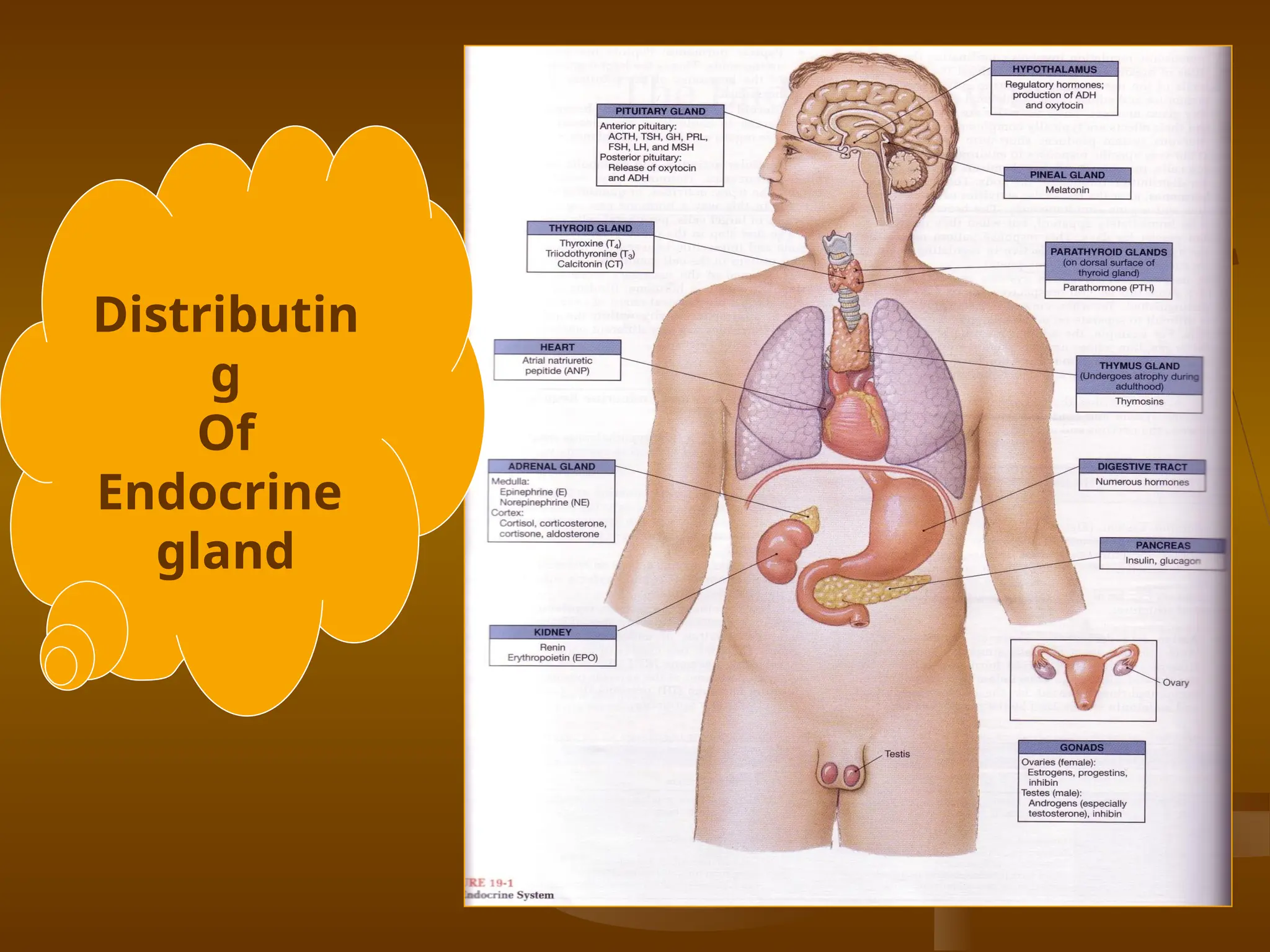 Introduction to the endocrine system.ppt