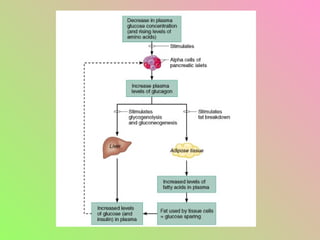 18. endocrine pancreas | PPT