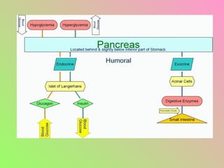 18. endocrine pancreas | PPT