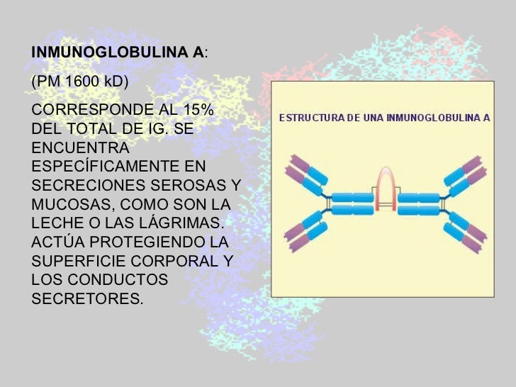 18 generalidades de las inmunoglobulinas