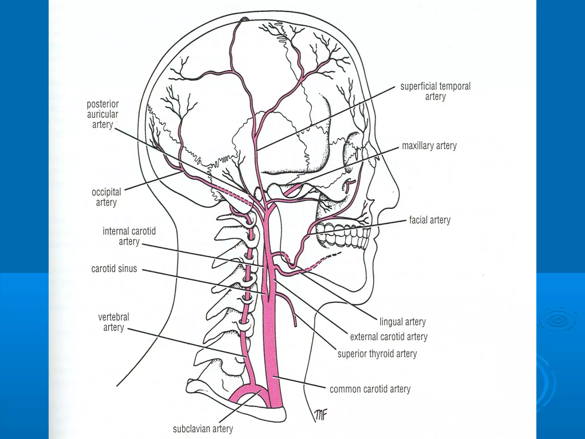 18 main arteries & veins of neck for anaesthesia | PPT