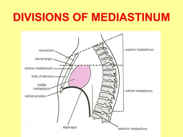 18-Mediastinum.ppt middle posterior anterior | PPT