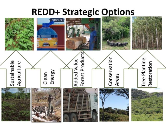 National REDD+ strategy and star program | PPT