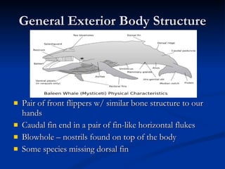 18. Order Cetacea Notes | PPT