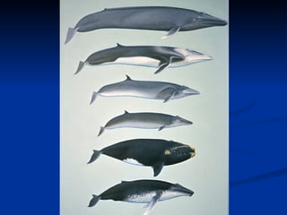 18. Order Cetacea Notes | PPT