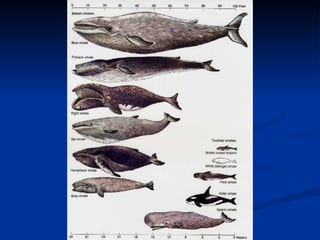 18. Order Cetacea Notes | PPT