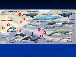18. Order Cetacea Notes | PPT