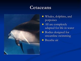 18. Order Cetacea Notes | PPT