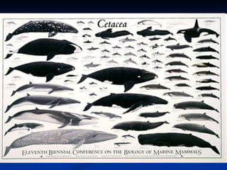 18. Order Cetacea Notes | PPT