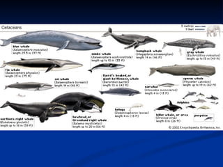 18. Order Cetacea Notes | PPT