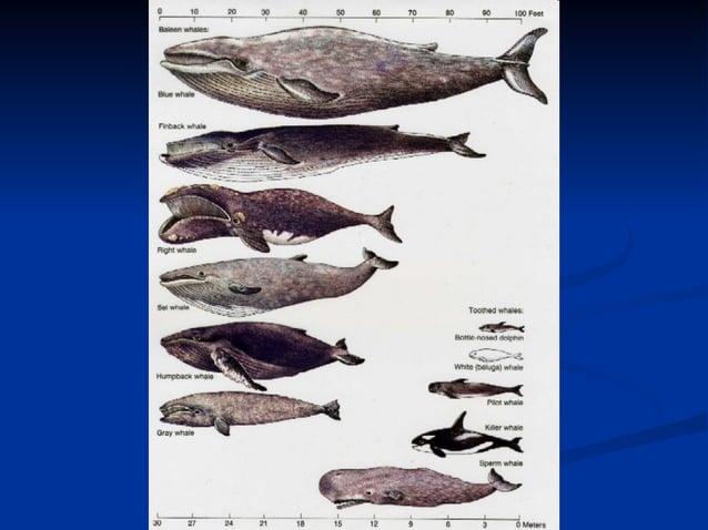 18. Order Cetacea Notes | PPT