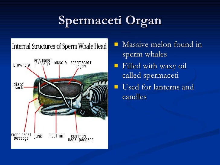 18. Order Cetacea Notes