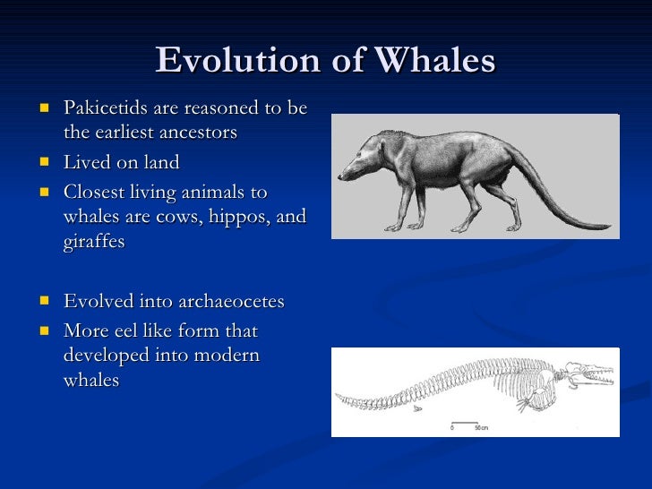 18. Order Cetacea Notes