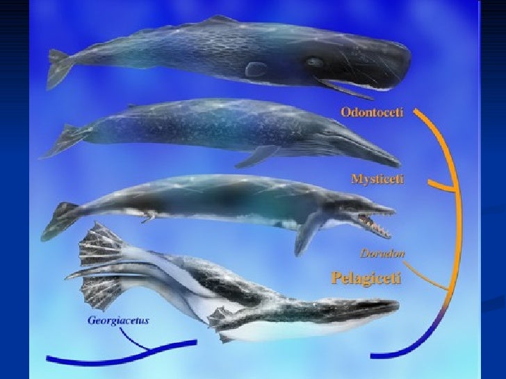 18. Order Cetacea Notes