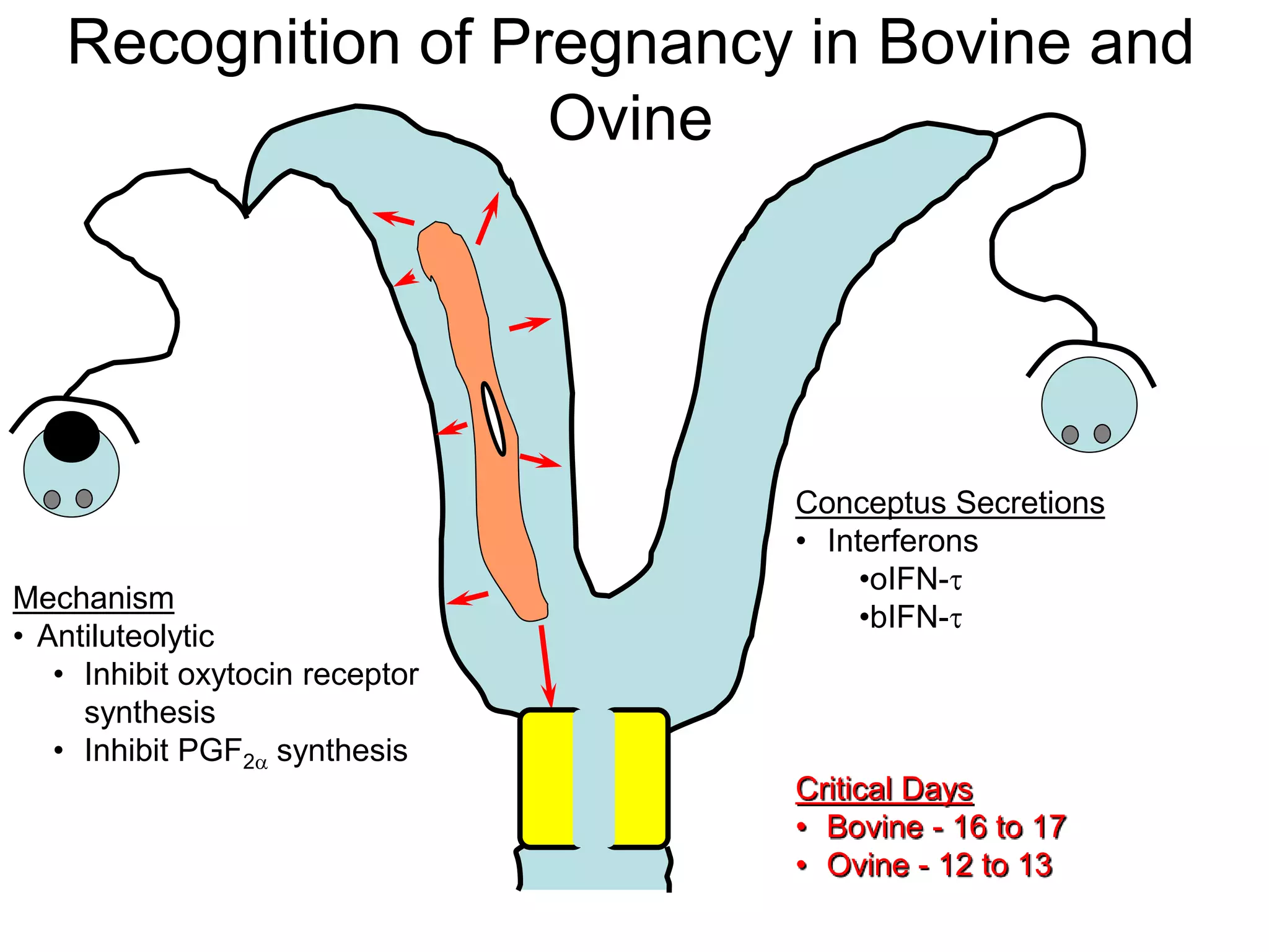 18 ther 608 maternal recognition of pregnancy | PPT