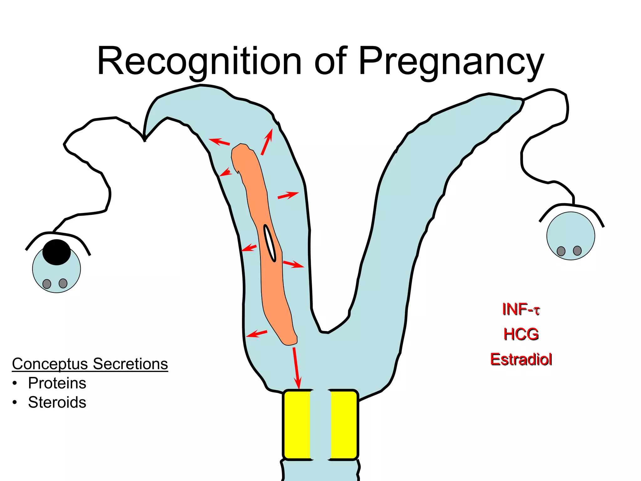 18 ther 608 maternal recognition of pregnancy | PPT
