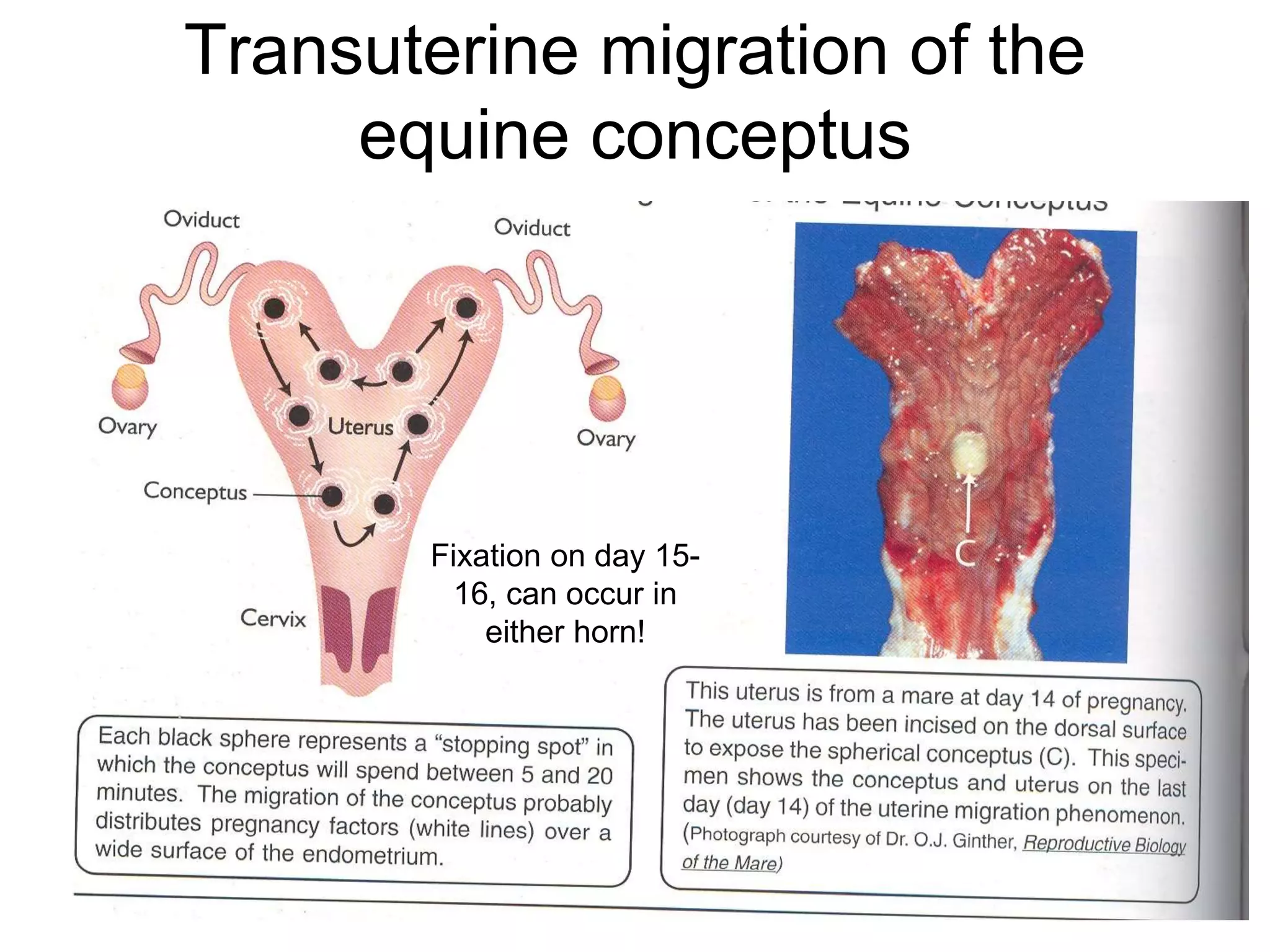 18 ther 608 maternal recognition of pregnancy | PPT