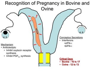 18 ther 608 maternal recognition of pregnancy | PPT