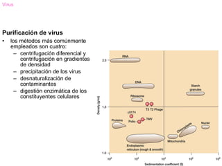 18. Virus, Viroides Y Priones | PPT