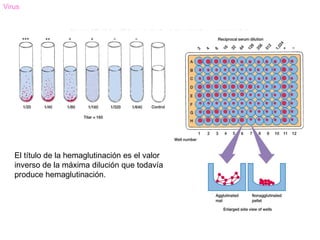 18. Virus, Viroides Y Priones | PPT