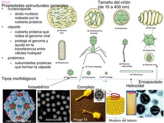 18. Virus, Viroides Y Priones | PPT