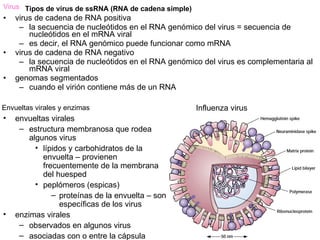 18. Virus, Viroides Y Priones | PPT