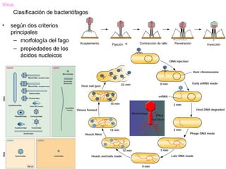 18. Virus, Viroides Y Priones | PPT