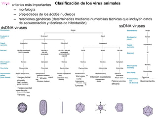 18. Virus, Viroides Y Priones | PPT