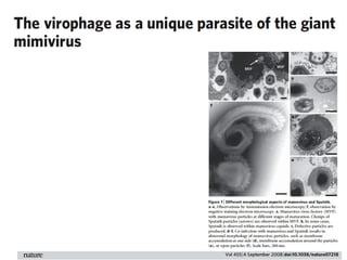 18. Virus, Viroides Y Priones | PPT