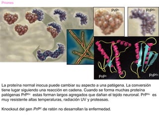 18. Virus, Viroides Y Priones | PPT