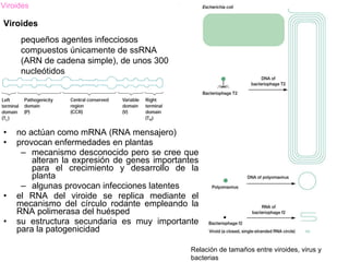 18. Virus, Viroides Y Priones | PPT