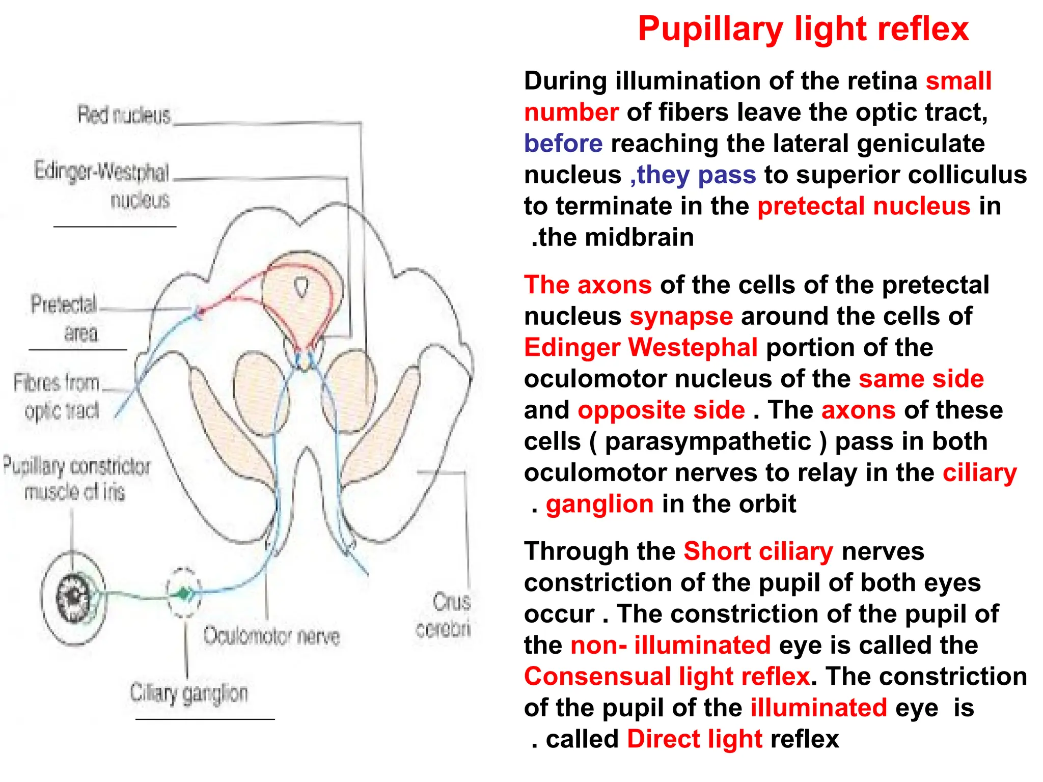 Anatomy of visual pathways an eye presentation | PPT
