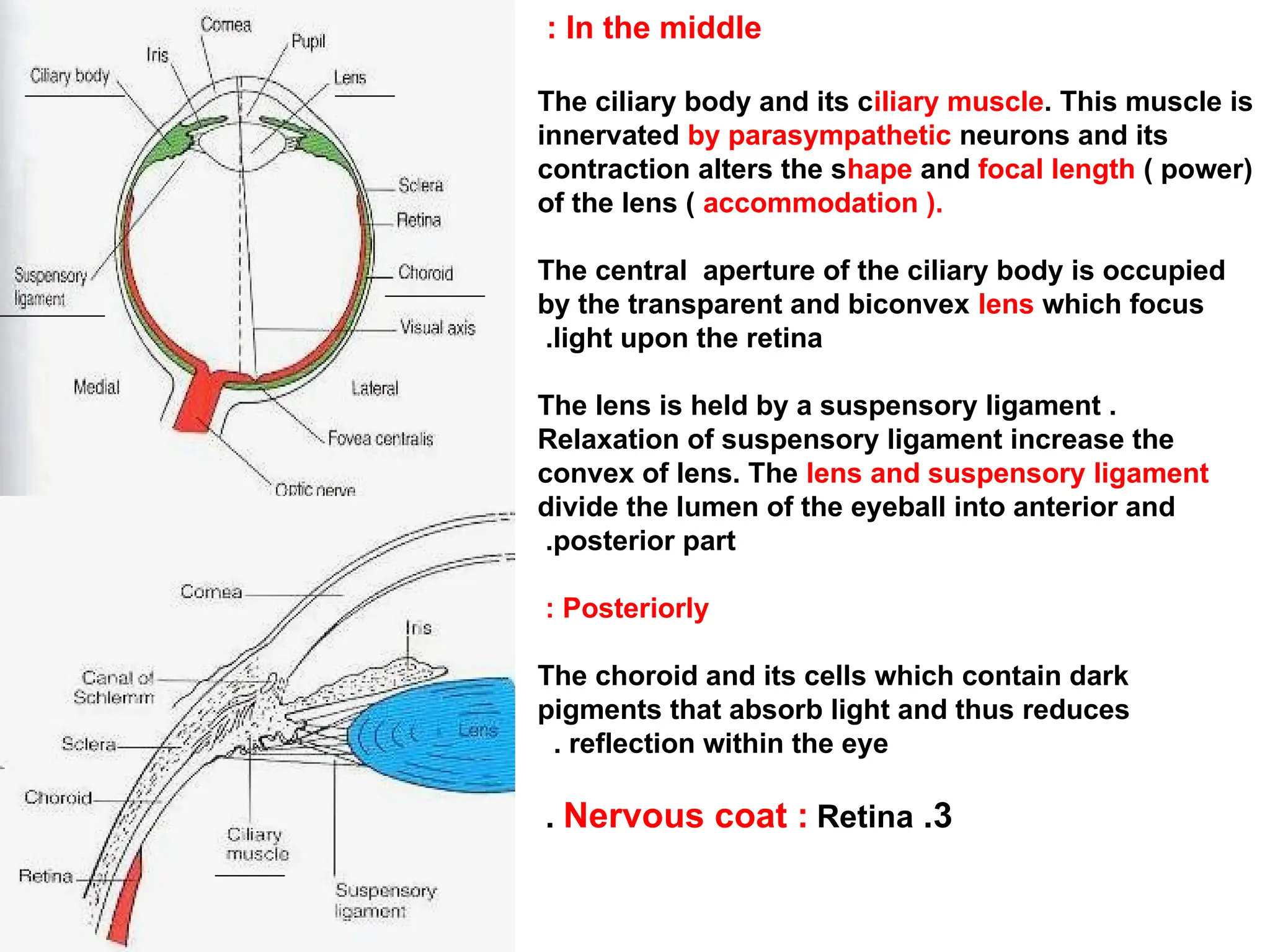 Anatomy of visual pathways an eye presentation | PPT