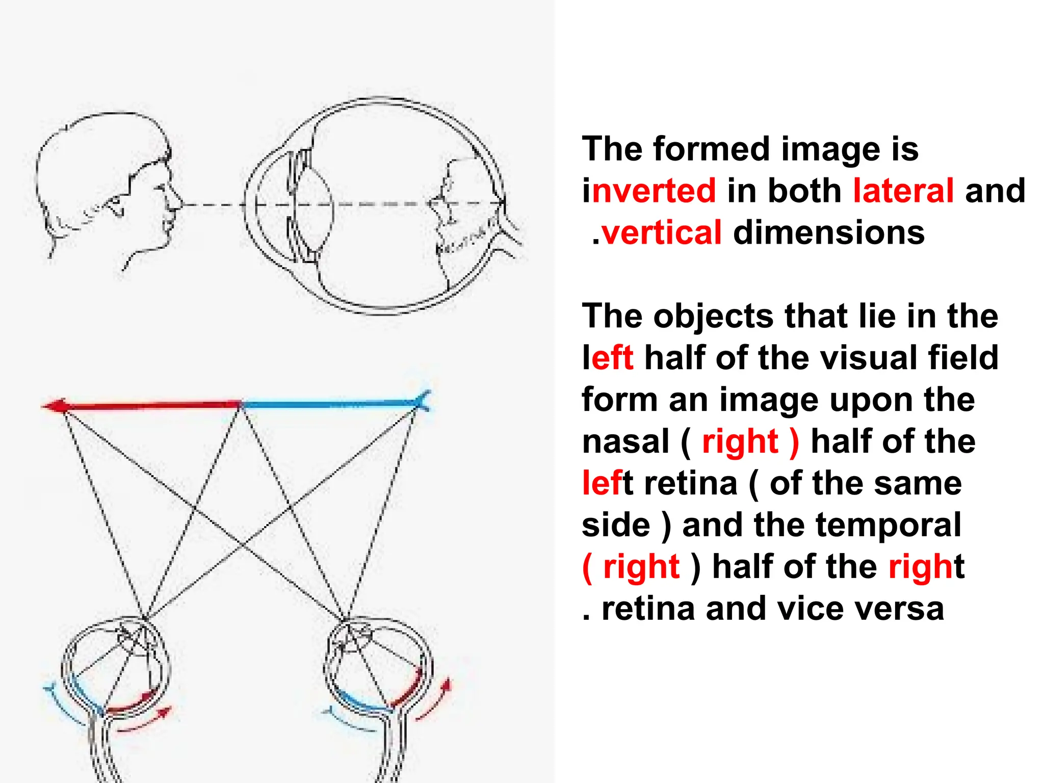Anatomy of visual pathways an eye presentation | PPT