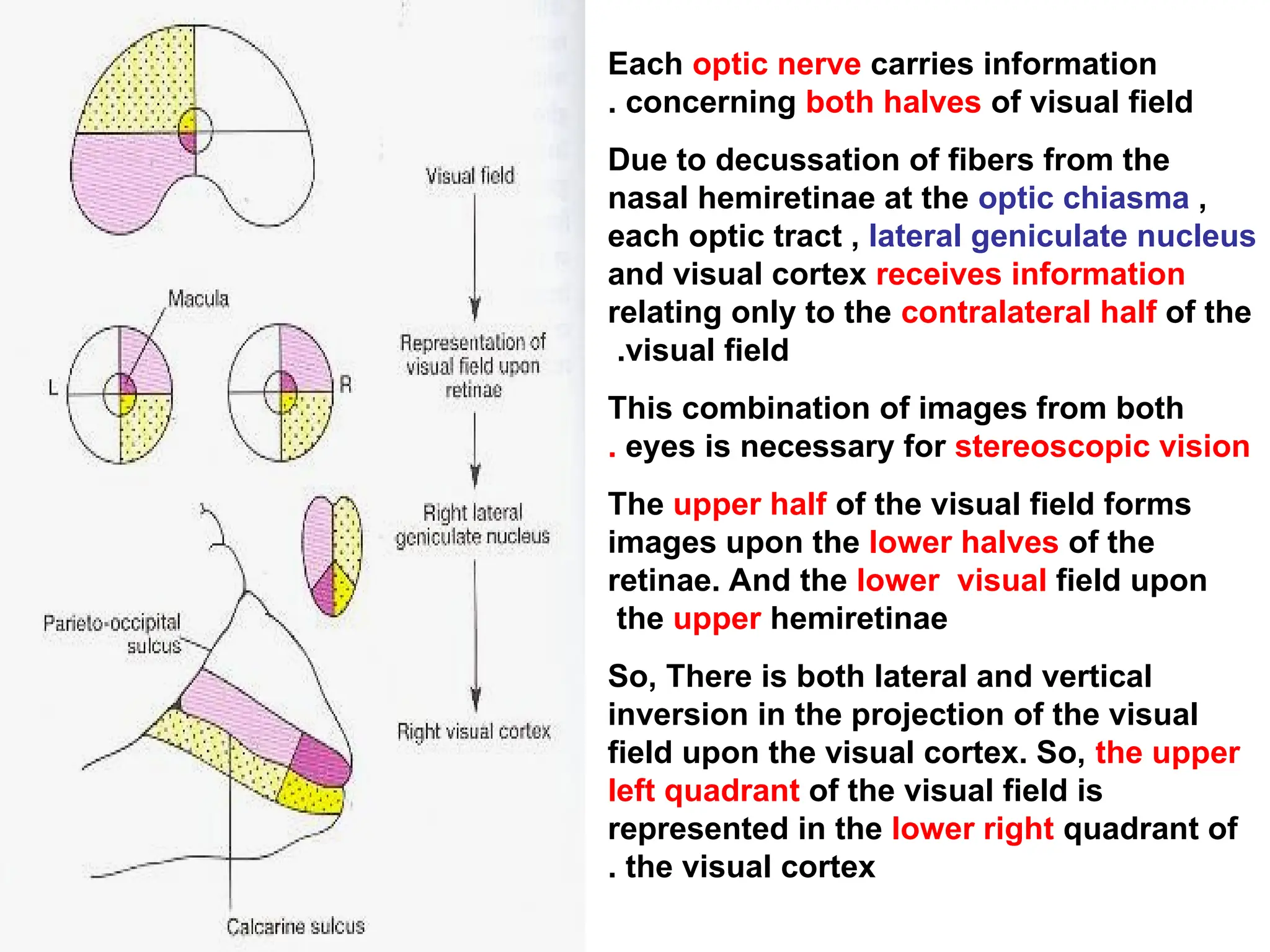 Anatomy of visual pathways an eye presentation | PPT