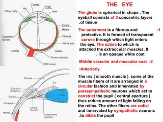 Anatomy of visual pathways an eye presentation | PPT