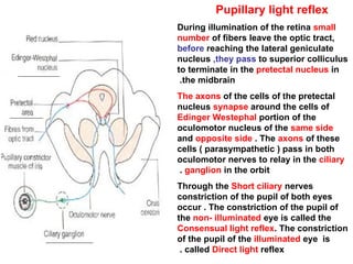 Anatomy of visual pathways an eye presentation | PPT