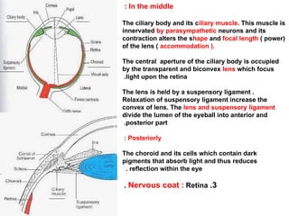 Anatomy of visual pathways an eye presentation | PPT