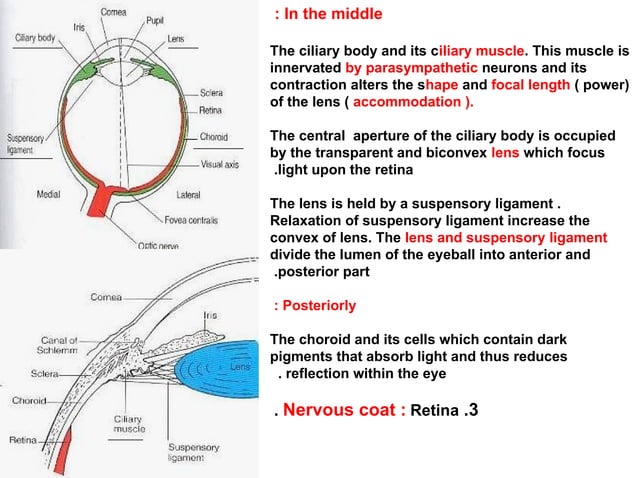 Anatomy of visual pathways an eye presentation | PPT