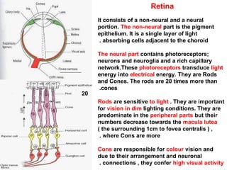 Anatomy of visual pathways an eye presentation | PPT
