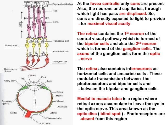 Anatomy of visual pathways an eye presentation | PPT