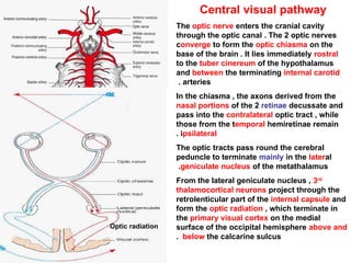 Anatomy of visual pathways an eye presentation | PPT